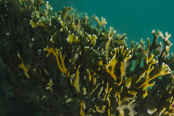 Coral Reef Rescue Initiative | Resources | Rebuilding Coral Reefs: A ...